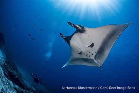 Palau Carbon Neutral Tourism Destination Sustainable Travel