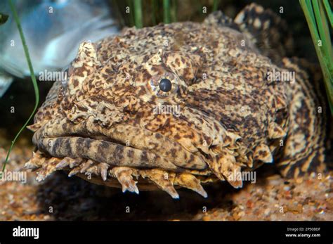 Leopard Toadfish