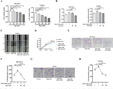 Protective Effect And Mechanism Of Ginsenoside Rg On Atherosclerosis Semantic Scholar