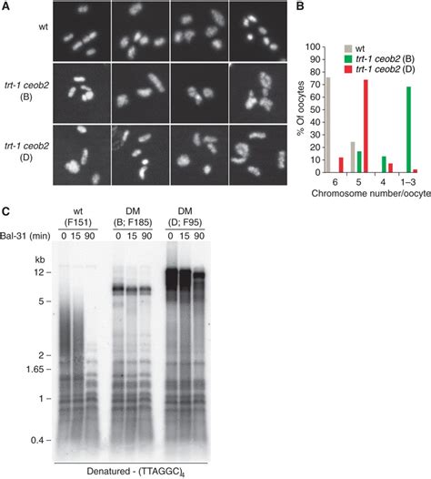 Survivor Strains Contain Fused Chromosomes A Dapi Staining Of Download Scientific Diagram