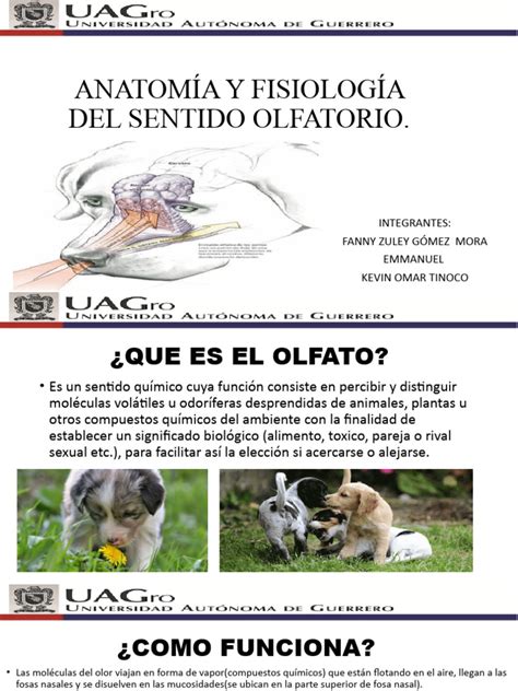 Anatomía Y Fisiología Del Sentido Olfatorio Pdf