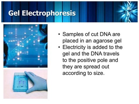 Dna Fingerprinting Ppt