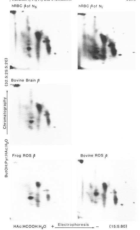 Figure 1 From Characterization By Two Dimensional Peptide Mapping Of The Gamma Subunits Of Ns