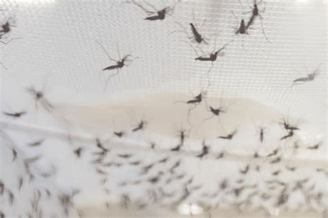 What Birds Eat Mosquitoes What Birds