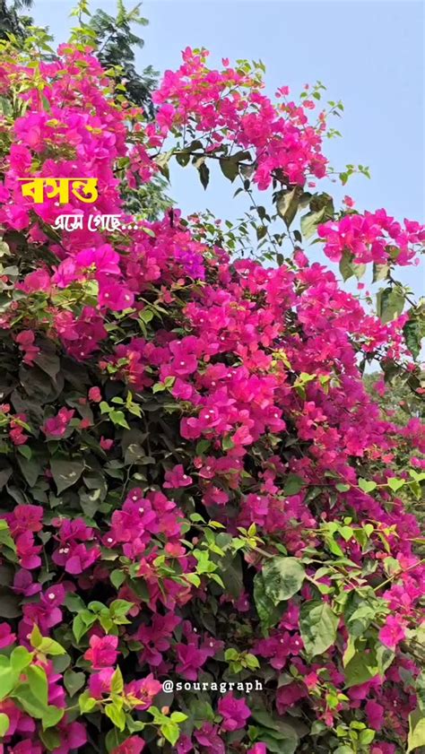 Sourasish Dhara Nakhoda Masjid Kolkata Share Souragraph Shareforshare