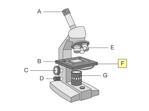 Compound Light Microscope Diagram Unlabeled At Timothy Dunklin Blog