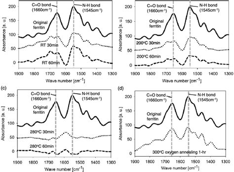 Ftir Intensities Of Co 1660 Cm −1 And N H 1545 Cm −1 From