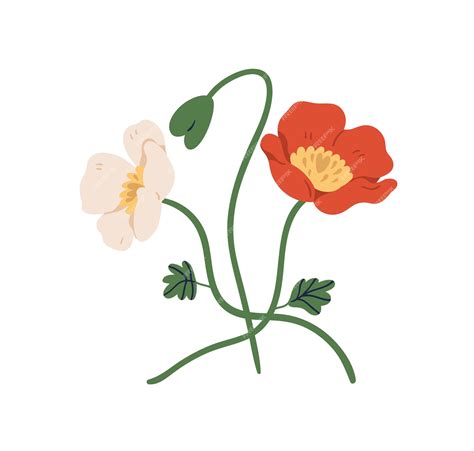 줄기에 붉은색과 흰색 양귀비 꽃이 피고 꽃이 피지 않은 새싹이 있습니다 우아한 꽃 식물입니다 다채로운 평면 벡터 일러스트