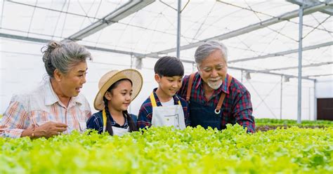 수경법 시스템 채소 농장에서 함께 일하는 행복한 아시아 가족 농부 조부모님은 온실 정원에서 유기농 상추 채소를 재배하고 돌보는 어린 손자 소년과 소녀를 가르치고 있습니다