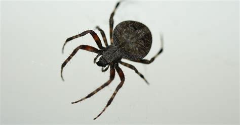 Stop Spiders Entering Your Home As Mating Season Begins With DIY Spray Express Co Uk