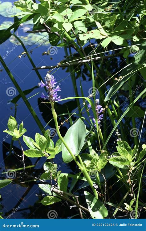 Pickerel Weed Pontederia Cordata Royalty Free Stock Image