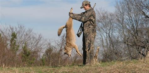 Does Predator Control Help Your Deer Population Grand View Outdoors