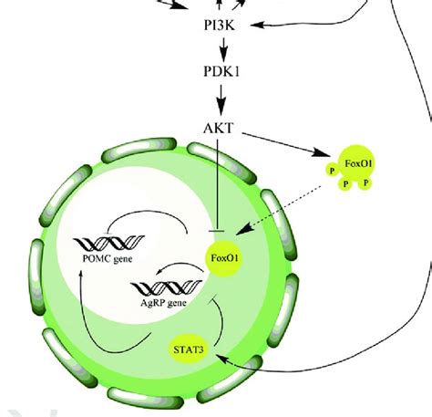 2 Insulin And Leptin Action On Pomc And Agrp Neurons Download