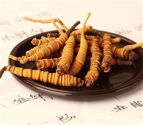 冬虫夏草素材图片 高清图片素材
