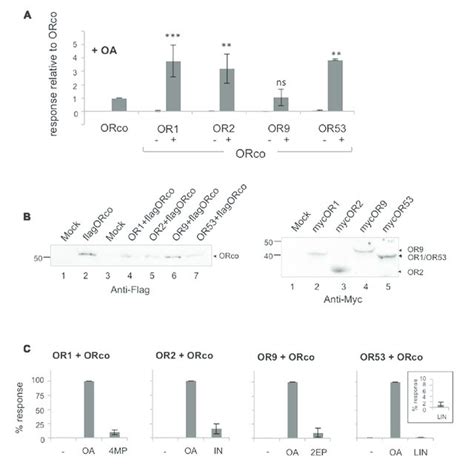 A Schematic Diagram Of Olfactory Signal Transduction Olfactory Signal