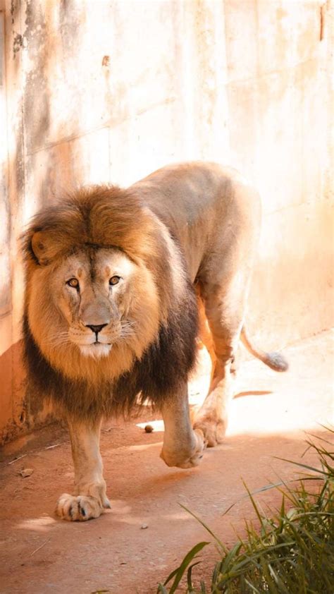 World Lion Day 2023 क्यों मनाया जाता है विश्व शेर दिवस