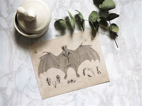 Bat Skeleton By Edouard Joseph Dalton Vintage Black And White Pen And Ink