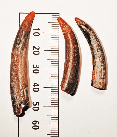 Tooth Fossil ID The Fossil Forum