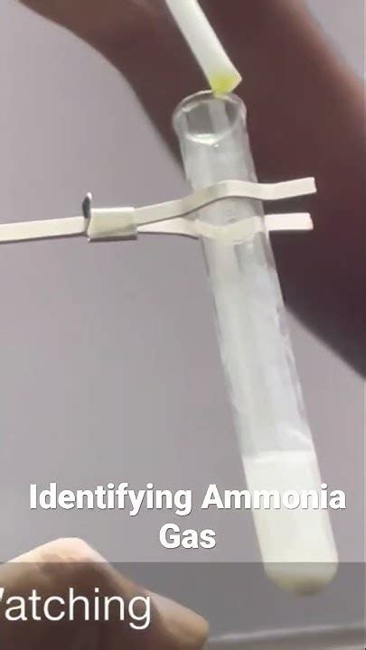 Ammonia Gas On Reaction With Hcl Produces A Dense White Fumes Youtube