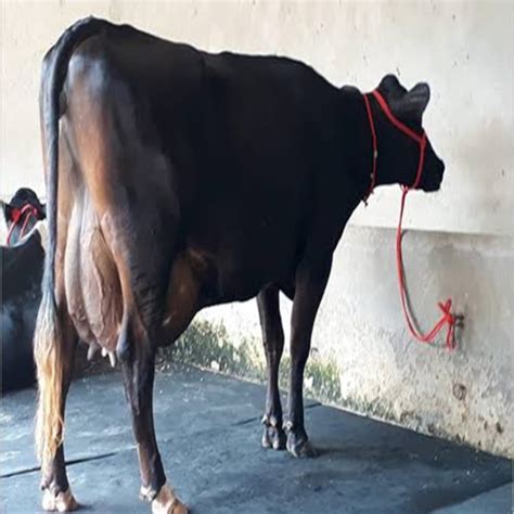 Hf Cow At 5000000 Inr In Karnal Haryana Umed Dairy Farm