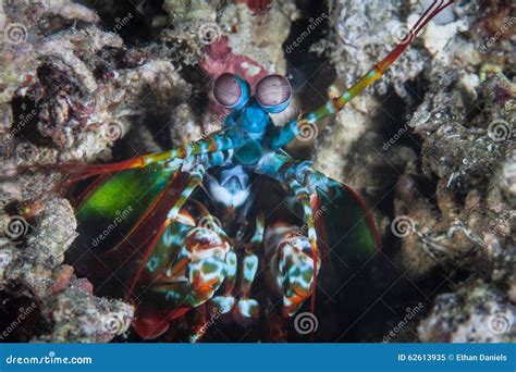 Peacock Mantis Shrimp Stock Image Image Of Camouflage 62613935