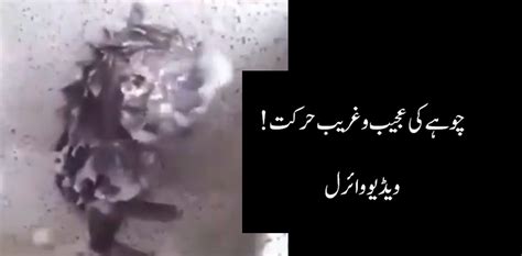 Watch Viral Video Shows Mouse Bathing