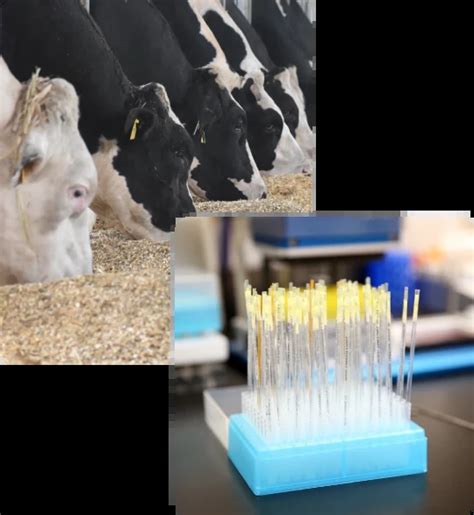 Genus Abs India The World Leader In Bovine Genetics Breeding Long