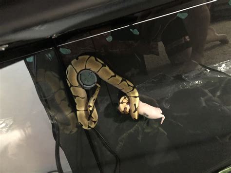 She Thinks Shes A Tree Python Rballpython