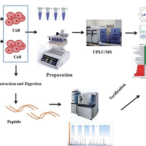 A The Kegg Global Metabolic Network Associated With Nsclc B The Download Scientific