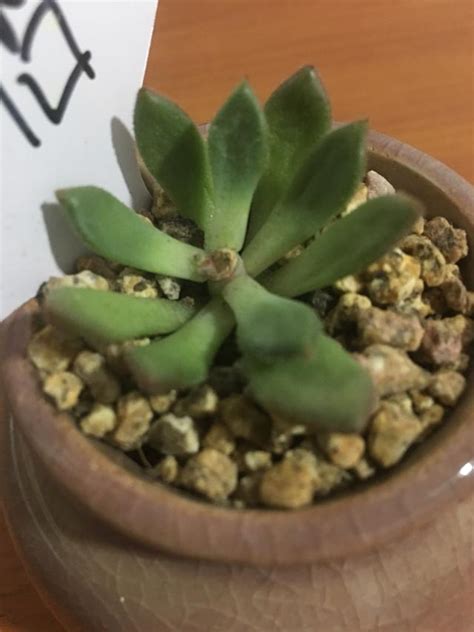 砍頭後的多肉變這樣了 每日頭條