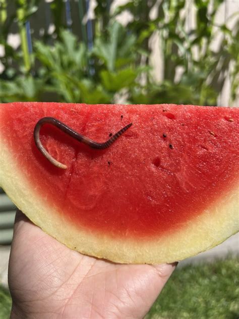 How To Make Your Own Worm Farm A Step By Step Guide For Easy And Efficient Vermicomposting