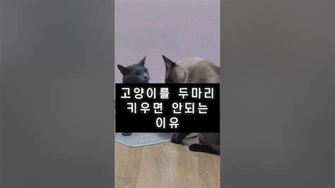 고양이 두마리를 키우면 안되는 이유 Youtube