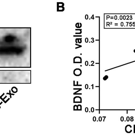 Analysis Of Bdnf In Oecs Exo A Western Blotting Showing That Bdnf Is Download Scientific