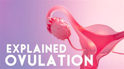 Ovulation Explained Determine Your Most Fertile Days PREGMATE