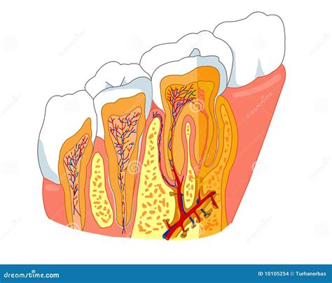 Tooth Anatomy Cross Section Of Human Tooth With Designations Realistic