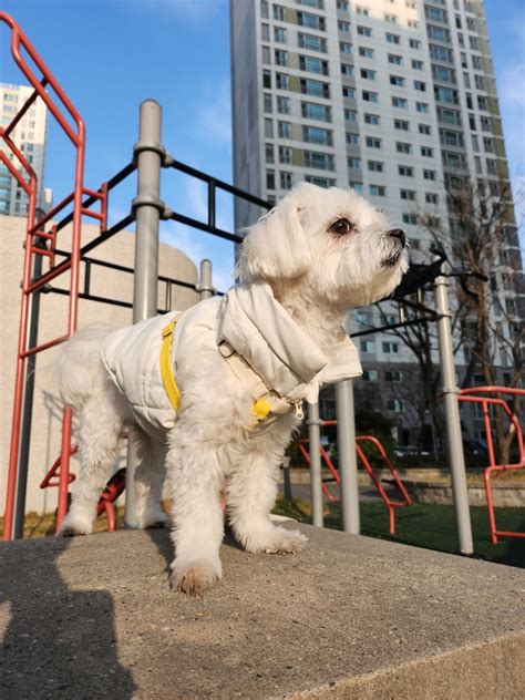 강아지 산책 시간 횟수 중요성 장수견을 위해 네이버 블로그