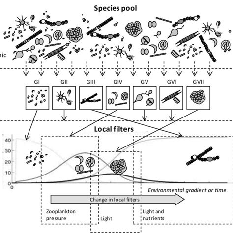Phytoplankton Species Classifications Mbfg Morphology Based Download Table