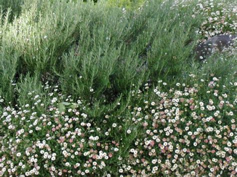 May Plant Of The Month Santa Barbara Daisy Fresno Gardening Green