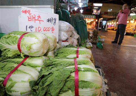 배추값 122 껑충 金치 되겠네