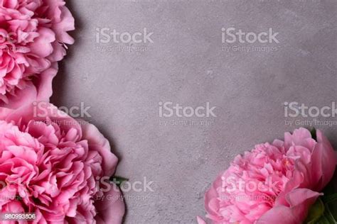 아름 다운 신선한 모란 나무 표면에 회색 바탕에 분홍색 모란 꽃 프레임 결혼식에 대한 스톡 사진 및 기타 이미지 결혼식