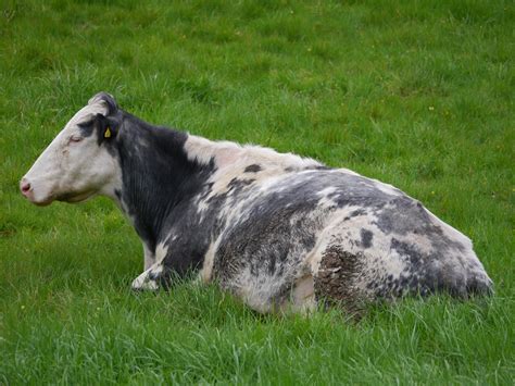 Cow Cattle Livestock Free Photo On Pixabay Pixabay