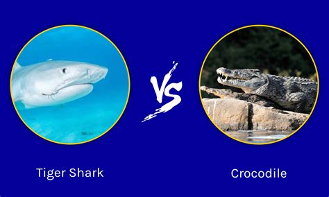 Tiger Shark Vs Crocodile Who Would Win A Fight Imp World