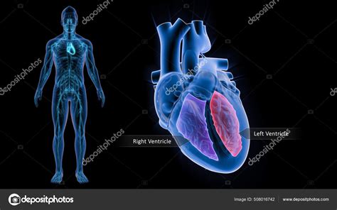 Atria Stand Upper Chambers Heart While Ventricles Lower Chambers Atria