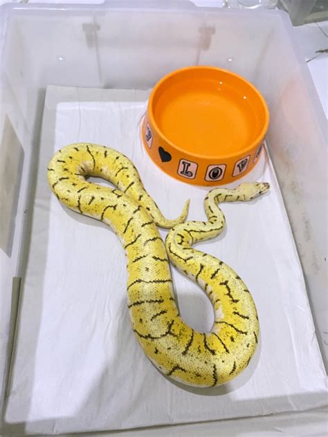 คนเลี้ยงงูบอลไพธอน Ball Python Thailand Band