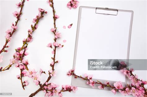 노트북을 모의 하 고 흰색 바탕에 꽃과 살구 나무의 잔 가지 텍스트를 배치 합니다 봄의 개념은 행복 한 부활절 어머니의 날이 왔습니다 평면도 Flay 누워 복사 공간 0명에