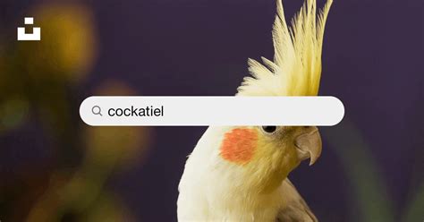 1000 Cockatiel Pictures Download Free Images On Unsplash
