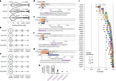 Ts Teas Are Presented As Hla Complexes In Cancer Cell Lines A Violin Download Scientific