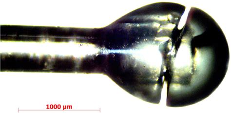 Immobilized Cells In Silica Gel On The End Of Pcs Fiber 3 H After