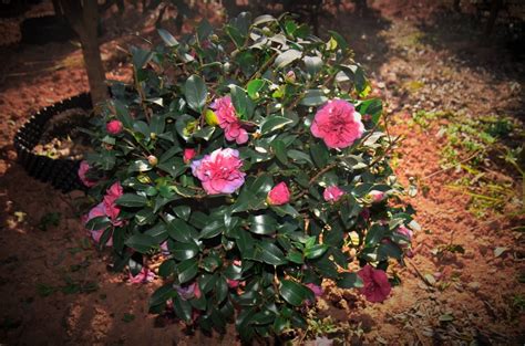 茶梅球 宣城市日润林业开发有限公司 桂花基地 桂花价格