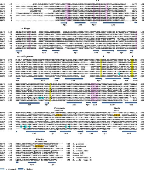 An Overview Of Structure Function And Regulation Of Pyruvate Kinases